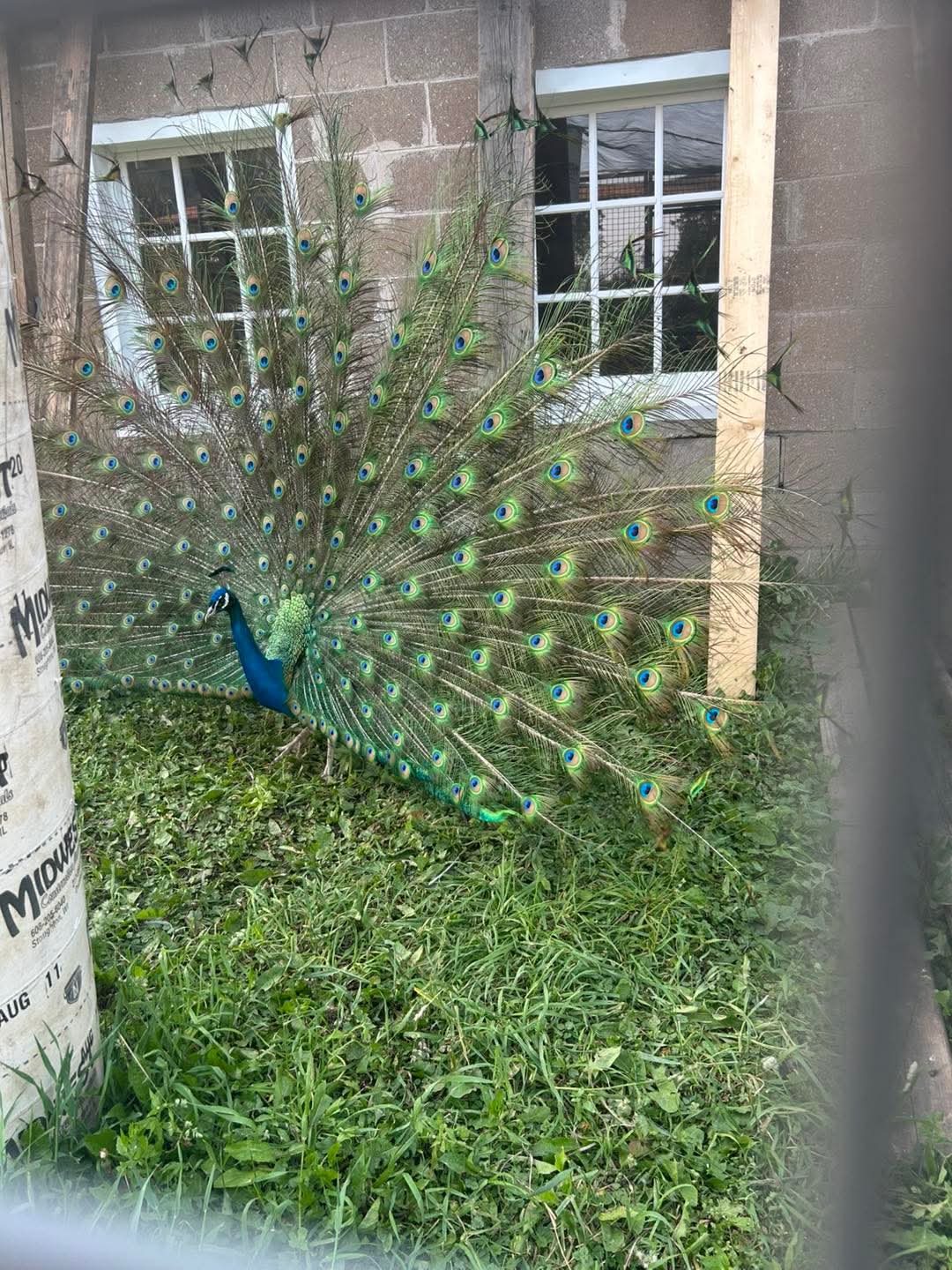 Peacock Habitat - Ground Zero Veterans Outreach Inc.